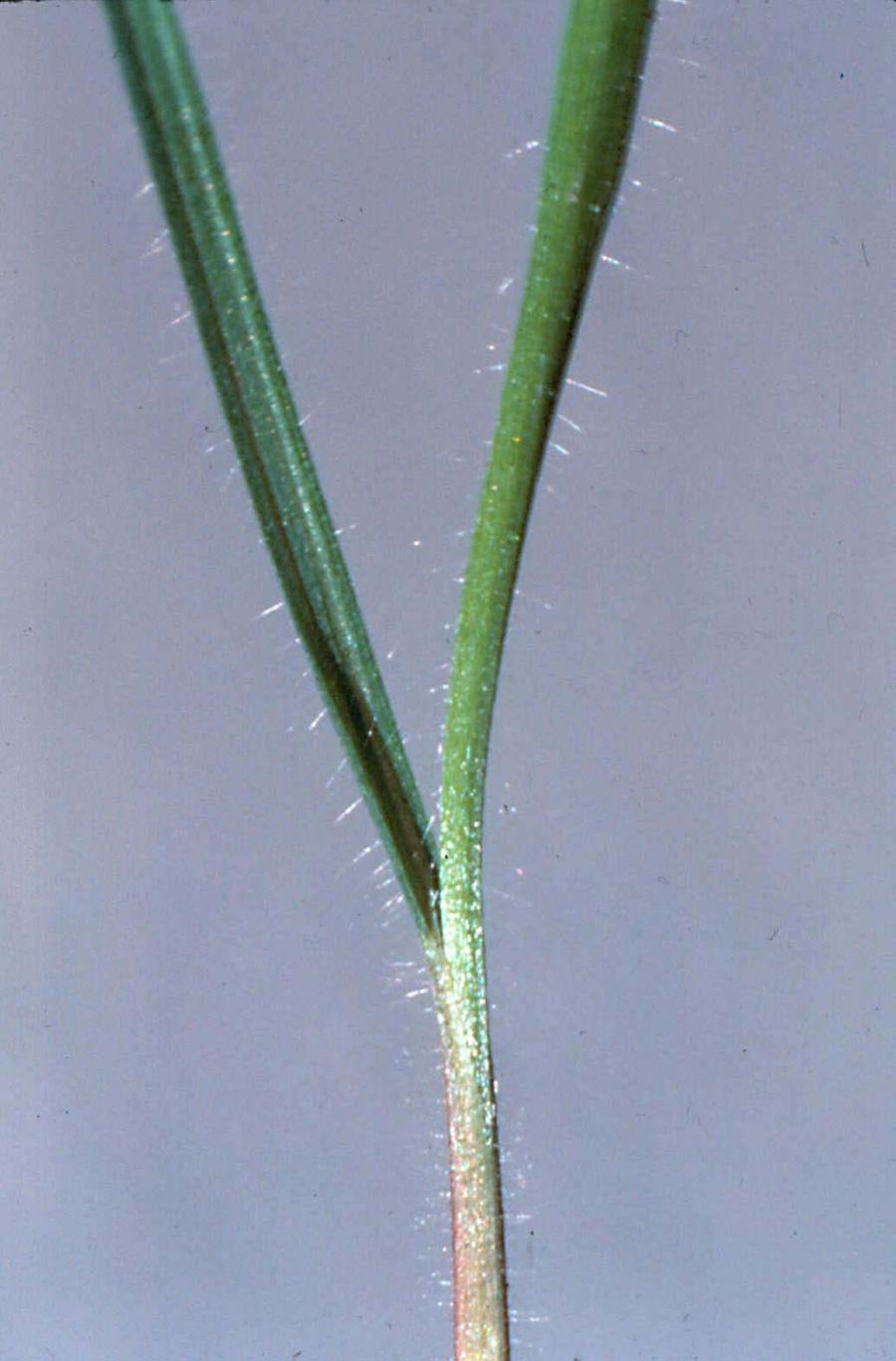 Bromus Japonicus